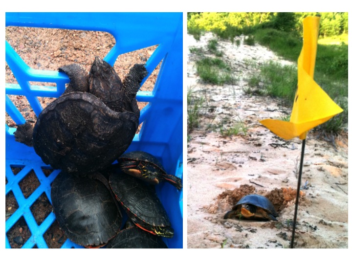 Effects of Environmental Change on Wisconsin Turtles – PEERY WILDLIFE ...