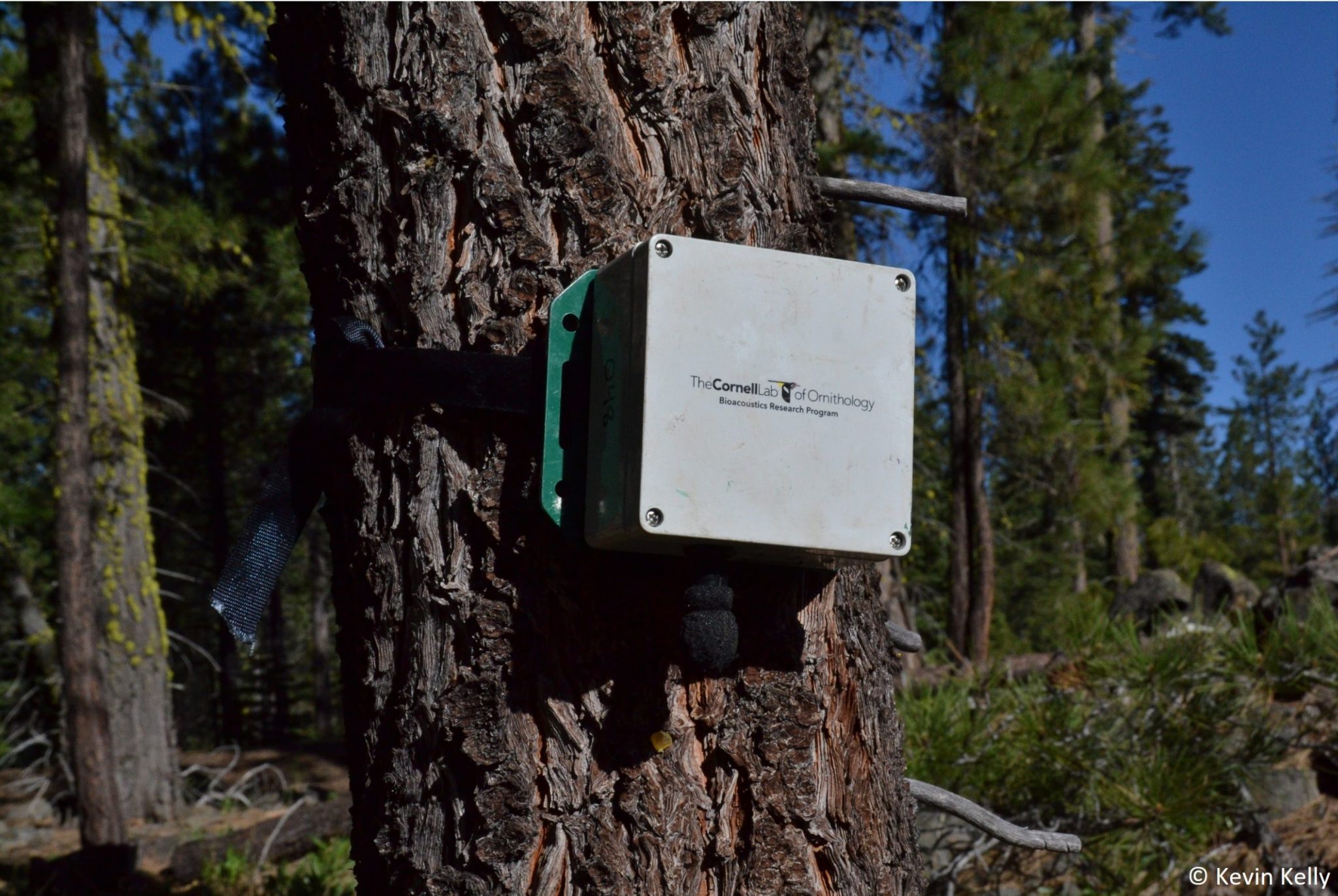 PEERY WILDLIFE ECOLOGY + CONSERVATION LAB – Department of Forest ...